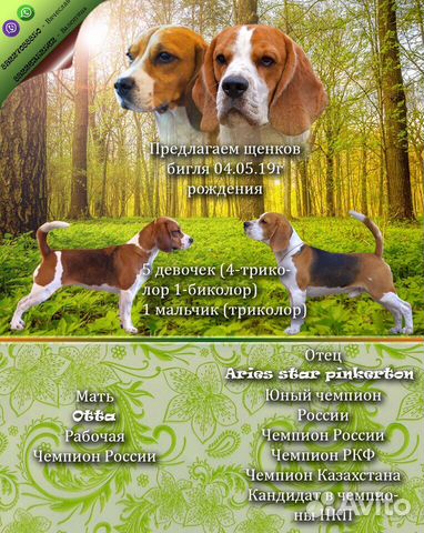 Щенки породы бигль от охотничьей собаки