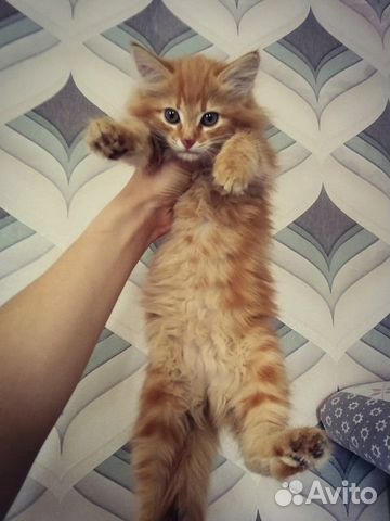 Котенок девочка около 2-х месяцев