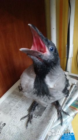 Вороненок в добрые руки