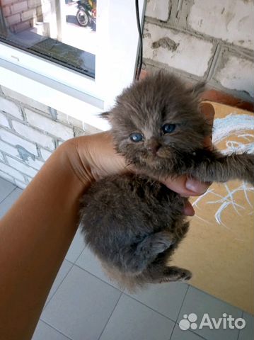 Породистый котенок ищет дом