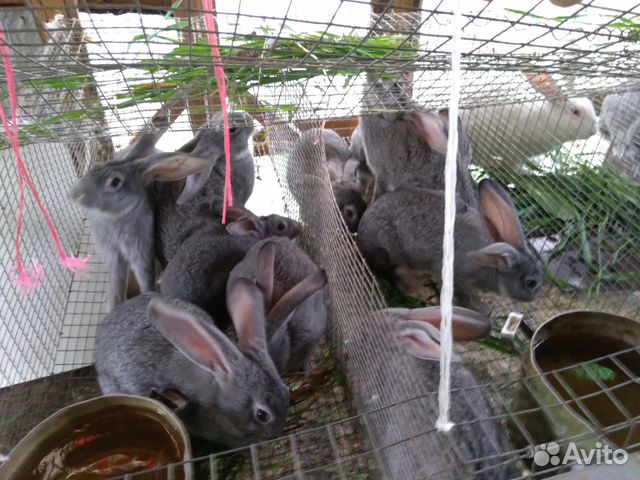 Шиншиллы паннон клф нзб