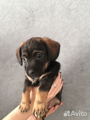 Щенок такса