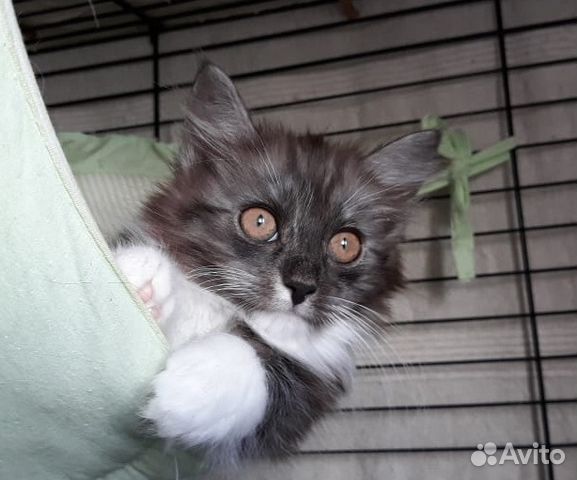 Котенок очень симпатичный