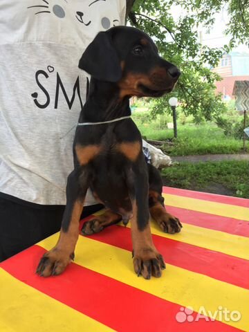 Продается щенок добермана