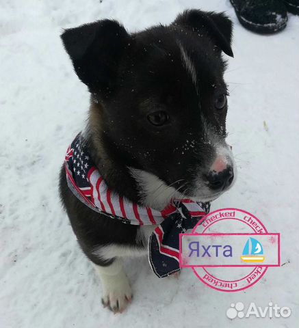 Яхта в поисках дома