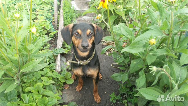 На пристройстве собака