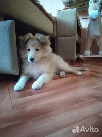 Мальчик шелти