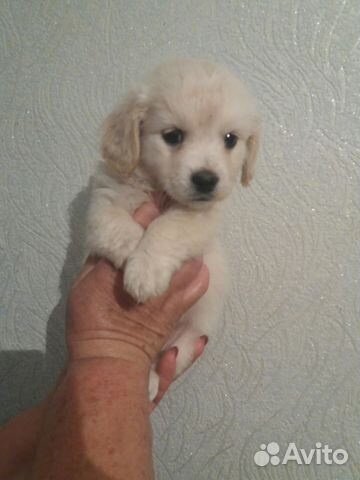 Щенок в добрые ручки