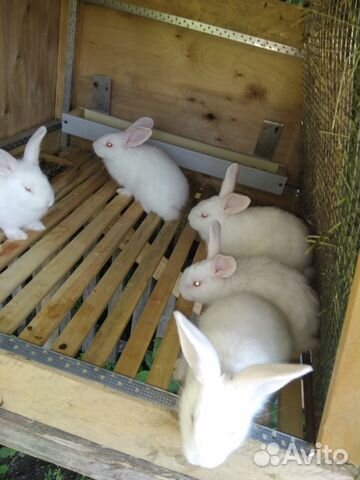 Кролики белый паннон