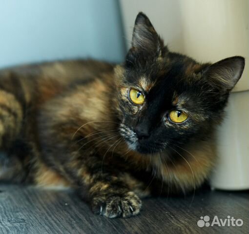 Кошка Черри, полгода