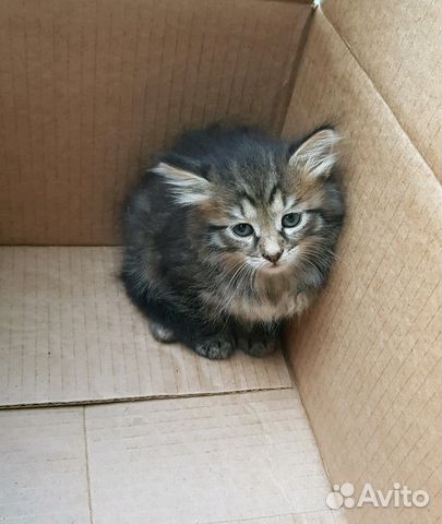 Котенок ориентировочно сибирской породы бесплатно