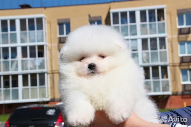 Самые красивые Померанские Шпицы