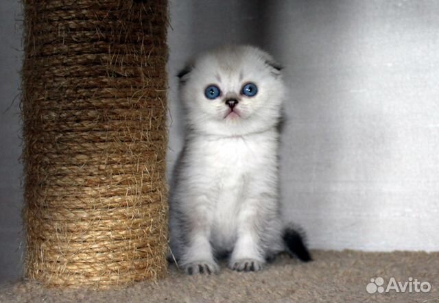 Шотландские котятки с голубыми глазками
