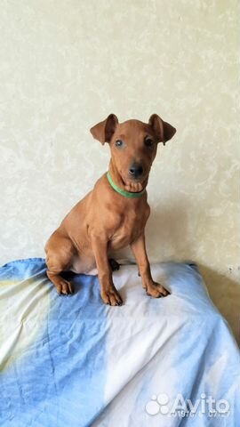 Щенок цвегпинчера