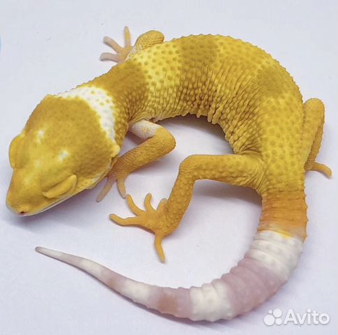 Lemon Frost Sunglow