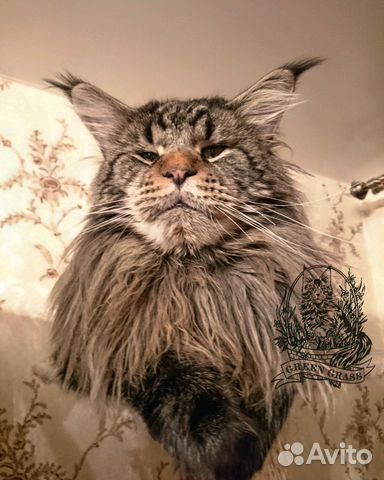 Котенок мейн-кун