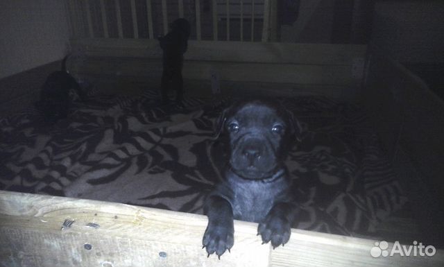 Щенки питбуля