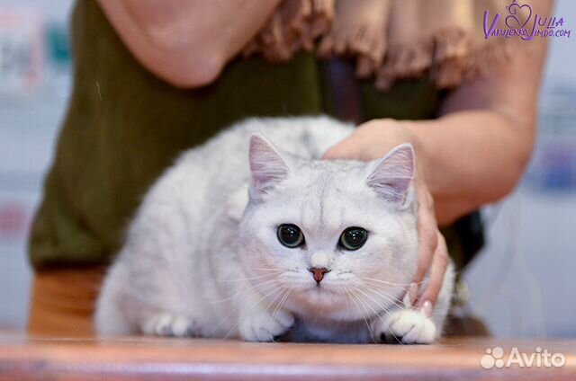Британская серебряная шиншилла