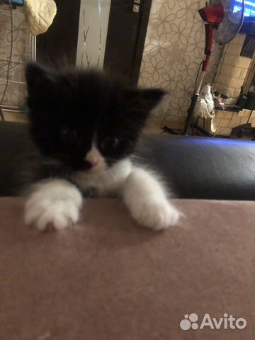 Котятки ищут хозяев