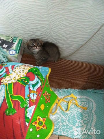 Отдам котят шотладские