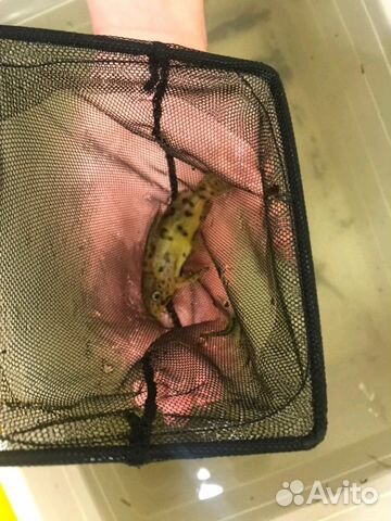 Отдам сомов (синодонтис, птерогоплихты)