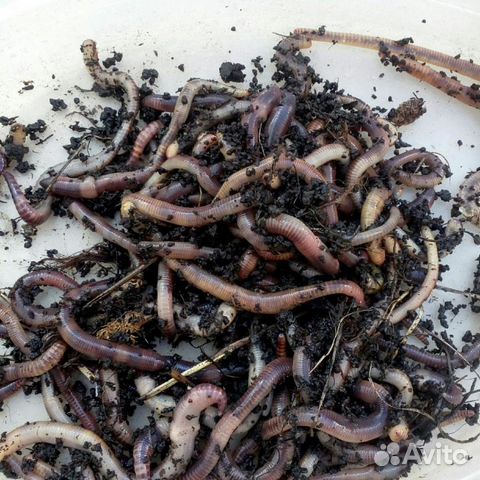 Черви Дендробена Венета