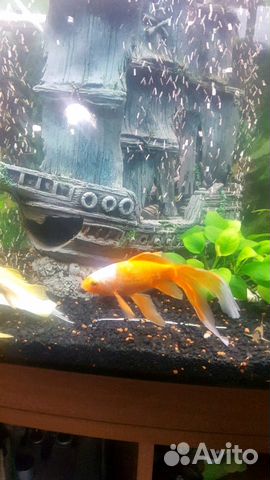 Золотая рыбка