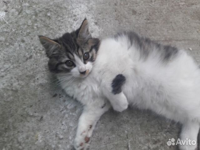 Котята сибирской породы ищут дом