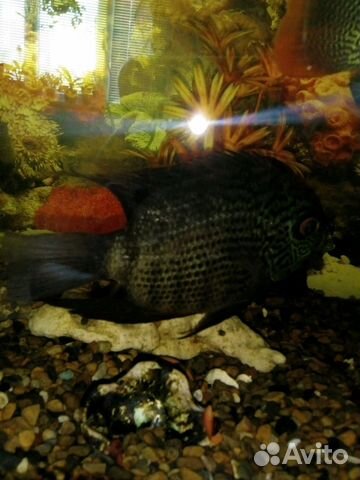 Рыбка Северум