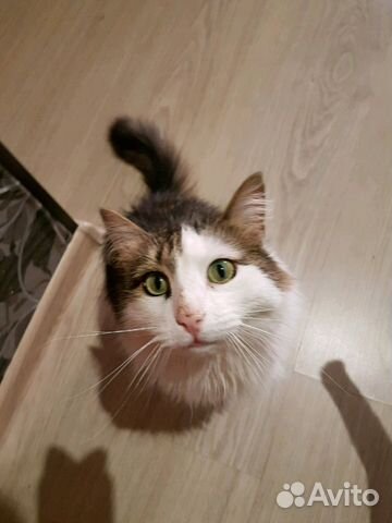 Котик ищет дом