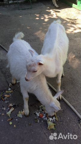 Продаю или меняю козликов и козочку