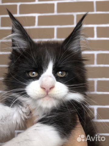 Котик 2,5 месяца из Питомника