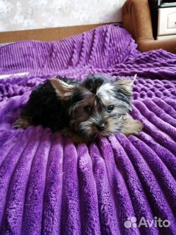 Йоркширский терьер