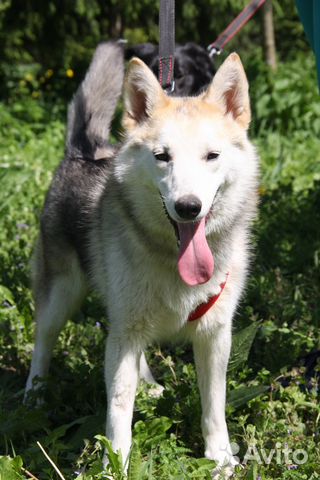 Айта-мини лайка ищет дом