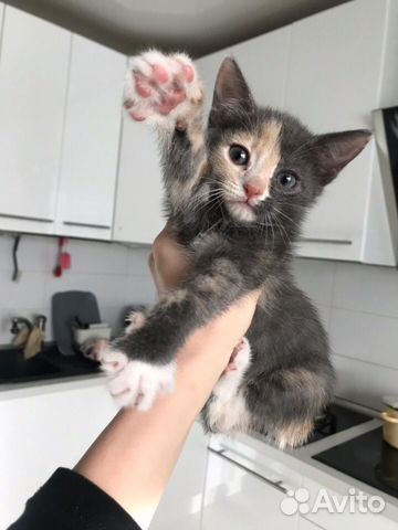 Котенок в добрые руки