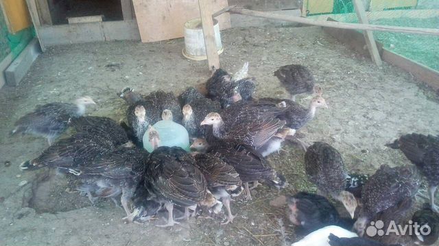 Продаются индюшата 2х месяцные