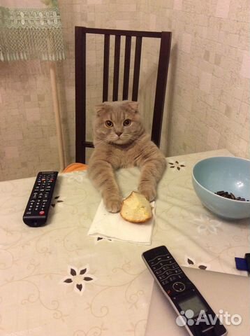 Отдадим кота хорошим хозяевам