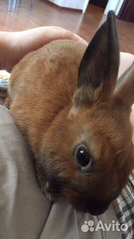 Отдам в добрые руки двух крольчат породы цветной к