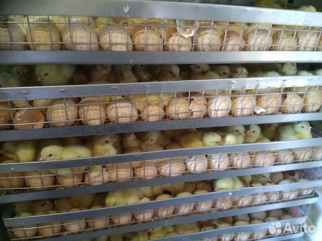Цыплята Кобб-500 (Чехия) в наличии