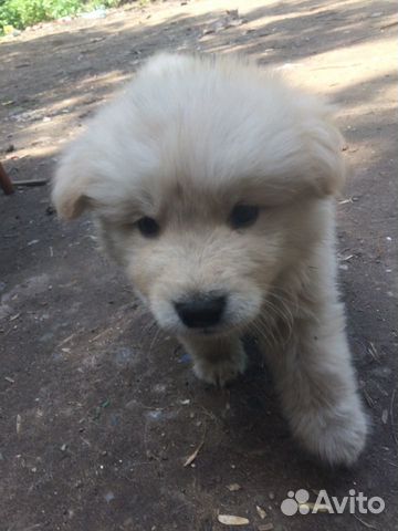 Щенок самоед