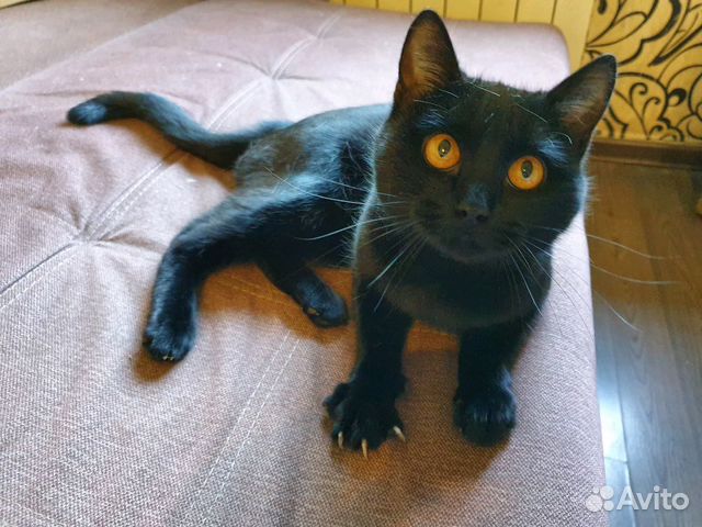 Кот