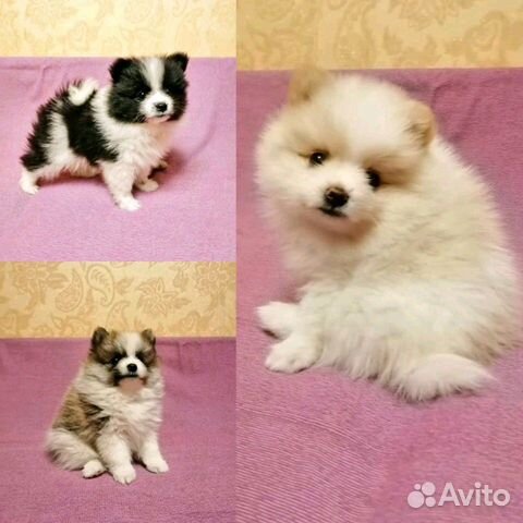 Щенки шпица