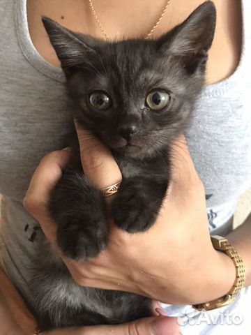 Кошечка шотландка