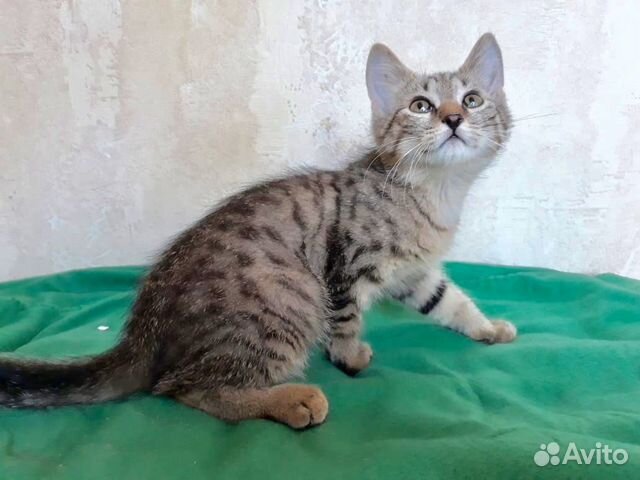 Котенок ищет хозяина