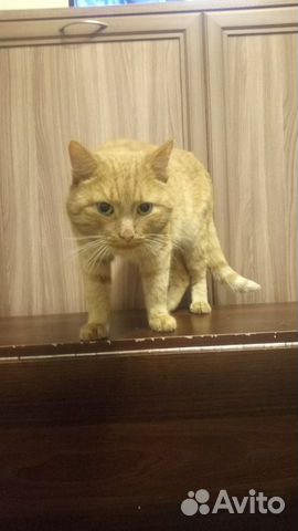 Рыжий Гаврюша ищет дом