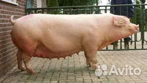 Свиноматка