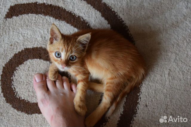 Уникальная солнечная кошечка