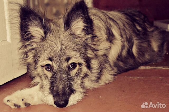 Заберите пожалуйста собаку в добрые руки