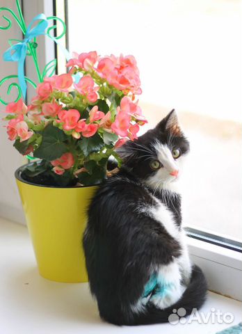 Маленькое чудо Джулия