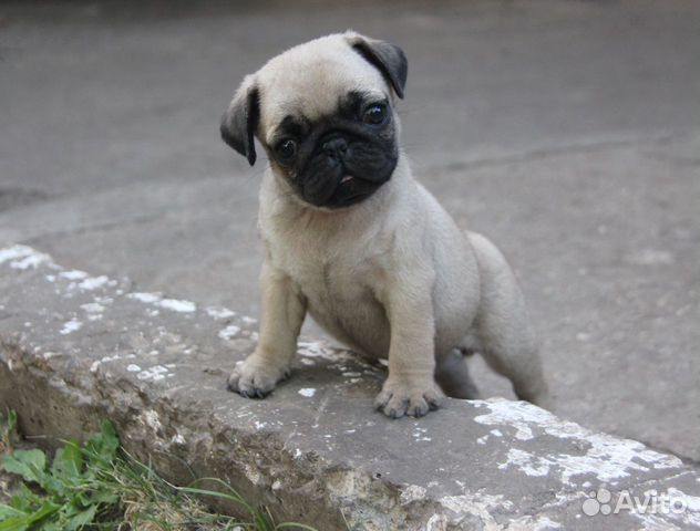 Лучше Мопса может быть только мопс